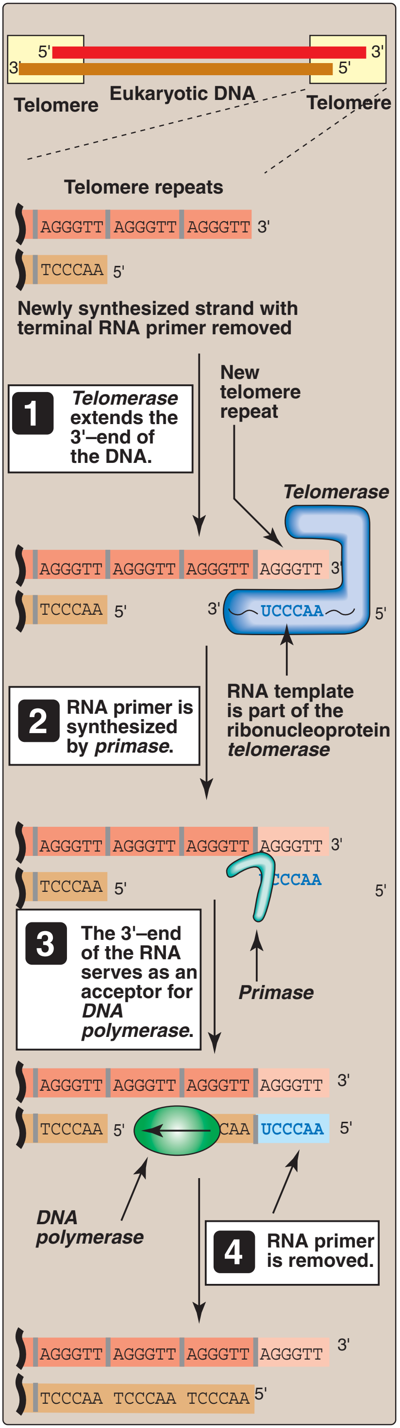 BİOFELSEFE — TELOMER