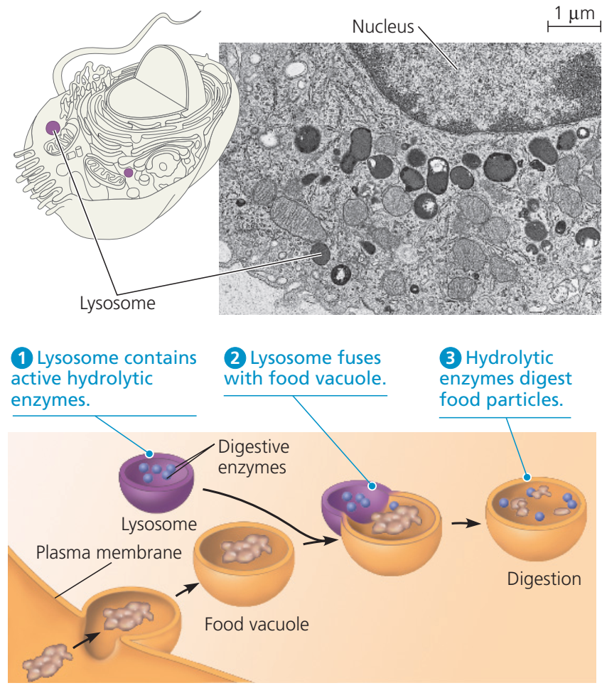 BİOFELSEFE — LİZOZOM