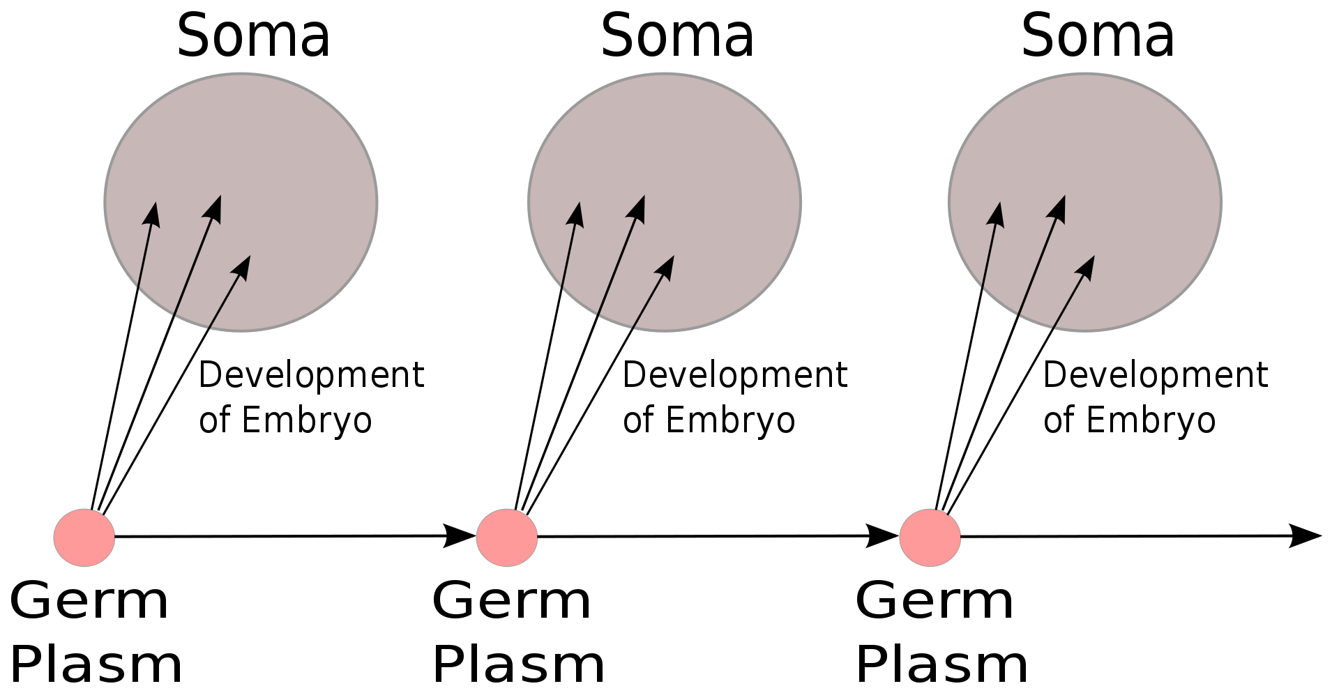 BİOFELSEFE — GEN ANLATIMI