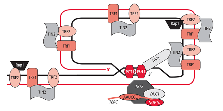 BİOFELSEFE — TELOMER