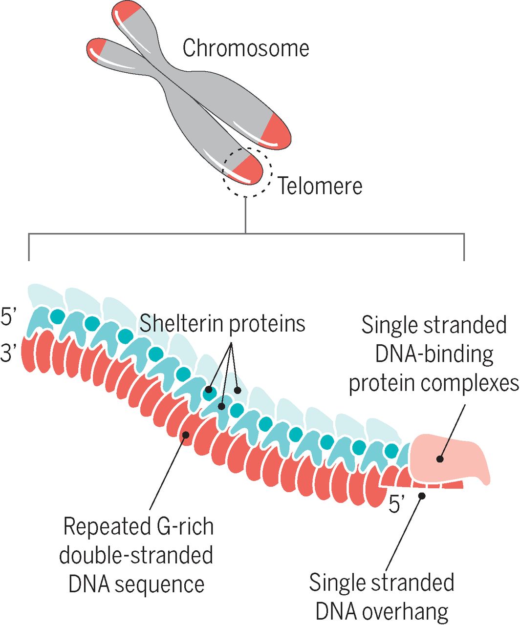 BİOFELSEFE — TELOMER