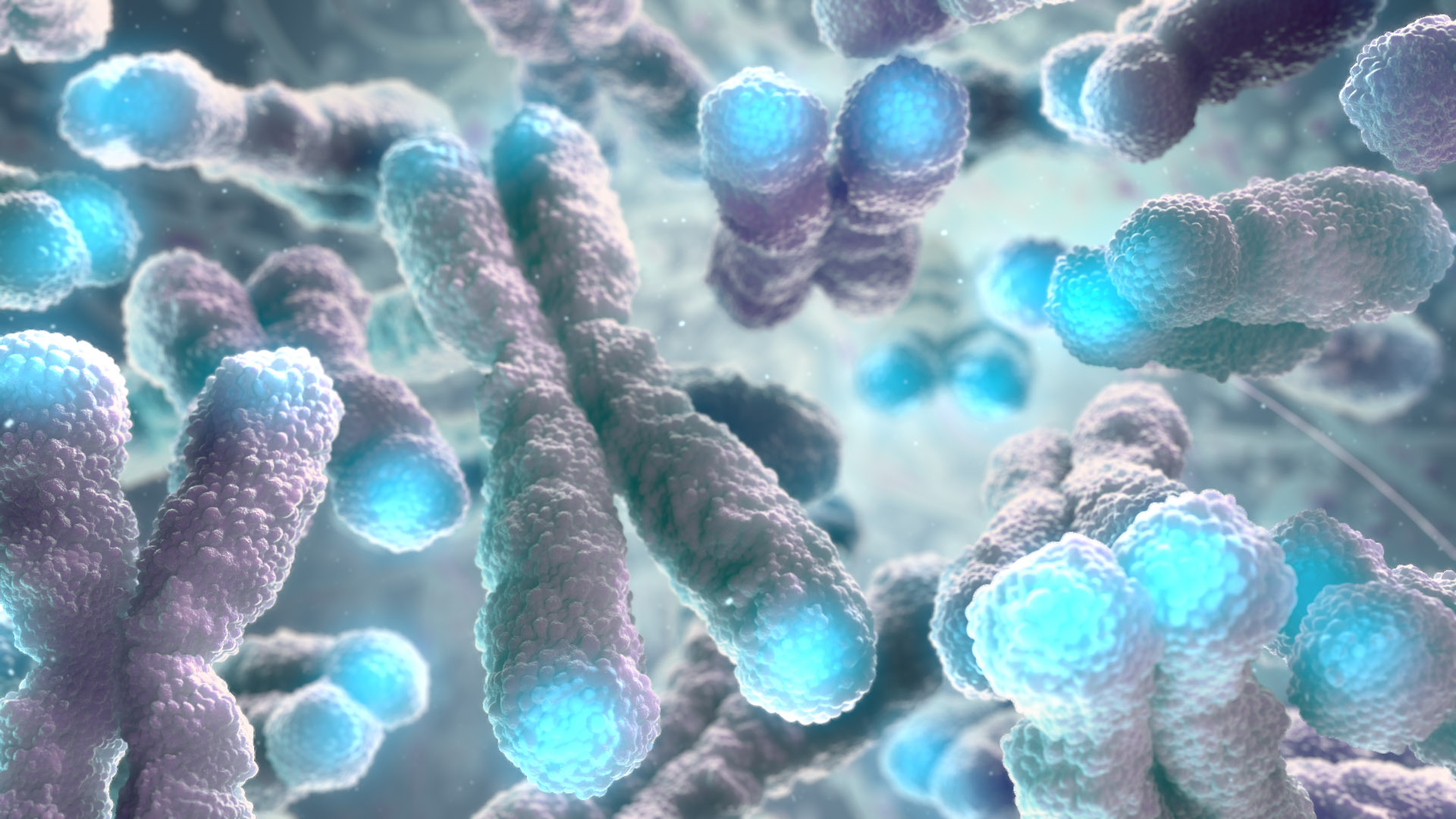 BİOFELSEFE — TELOMER