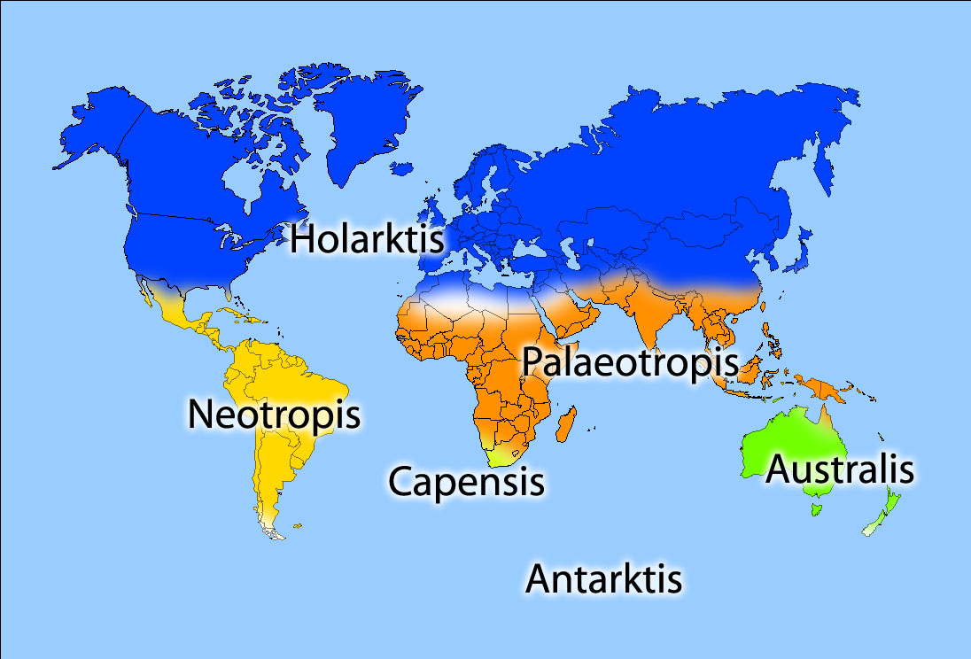 BİOFELSEFE - BİOLOJİ-İLGİLİ BİLİMLER
