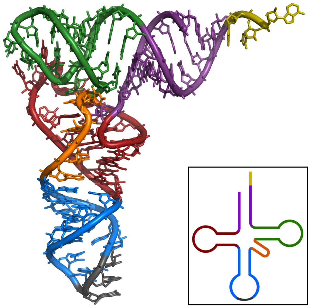 BİOFELSEFE — AKTARICI RNA (tRNA)