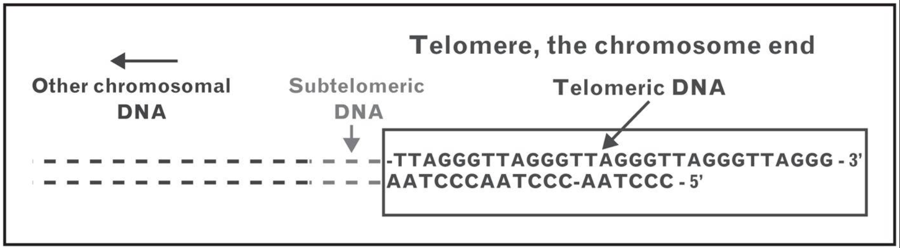 BİOFELSEFE — TELOMER