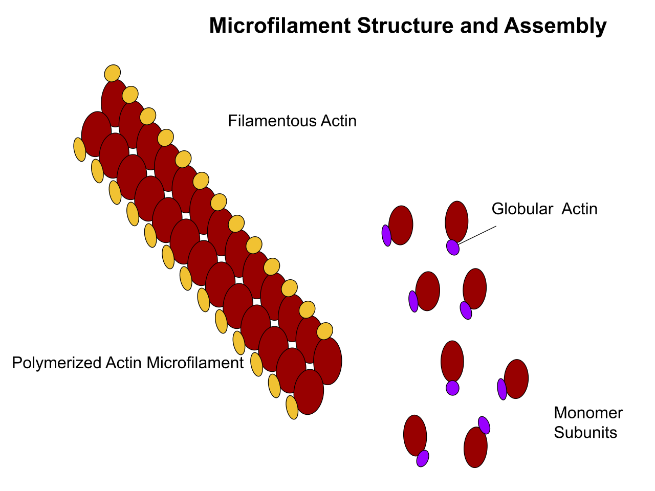 BİOFELSEFE — HÜCRE İSKELETİ