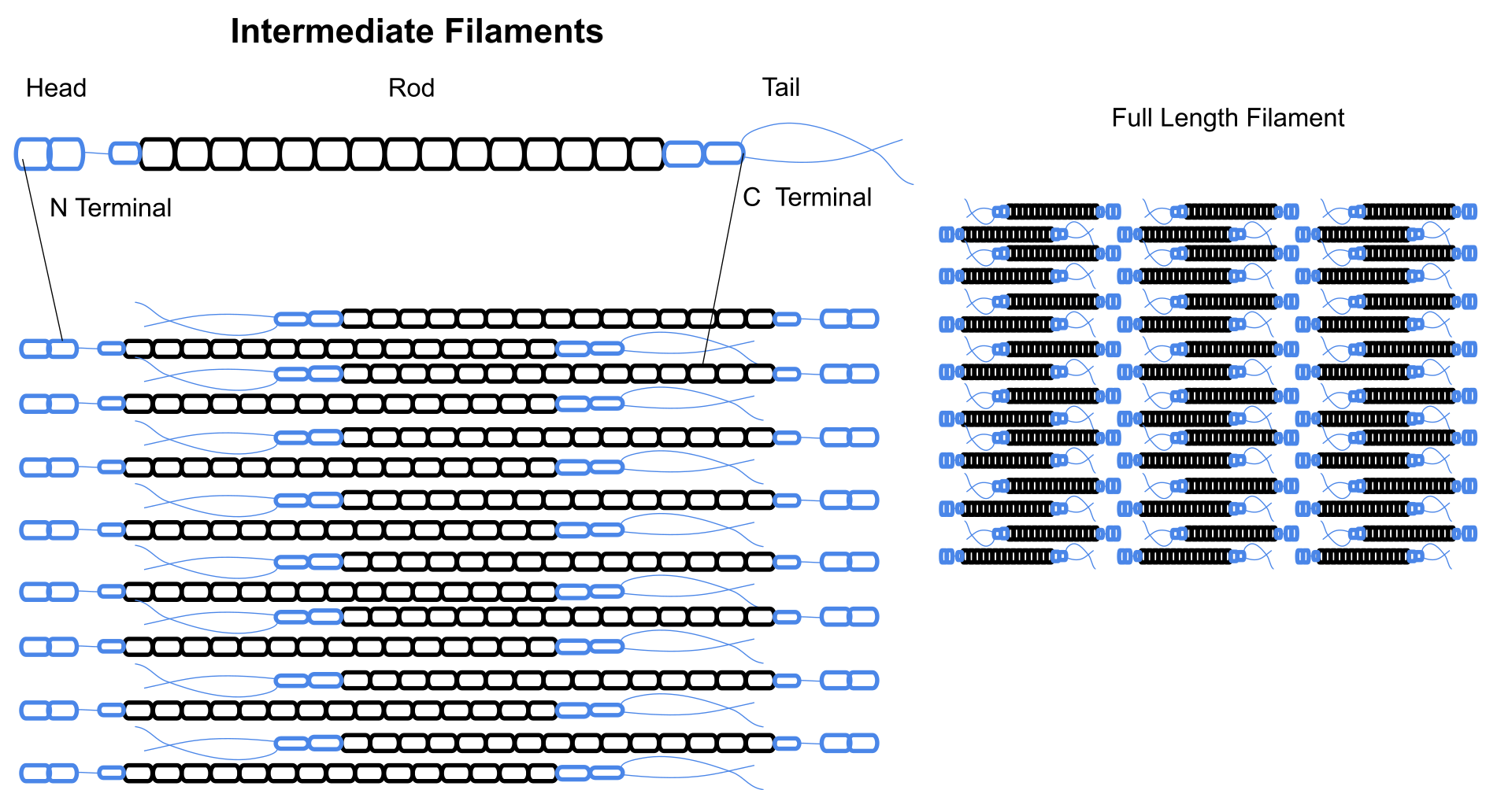 BİOFELSEFE — HÜCRE İSKELETİ