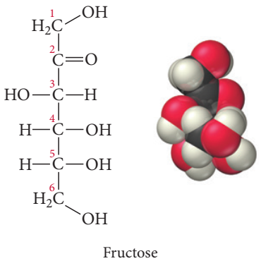 BİOFELSEFE - KARBOHİDRAT