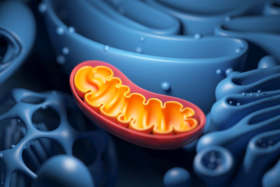 BİOFELSEFE — MİTOKONDRİ