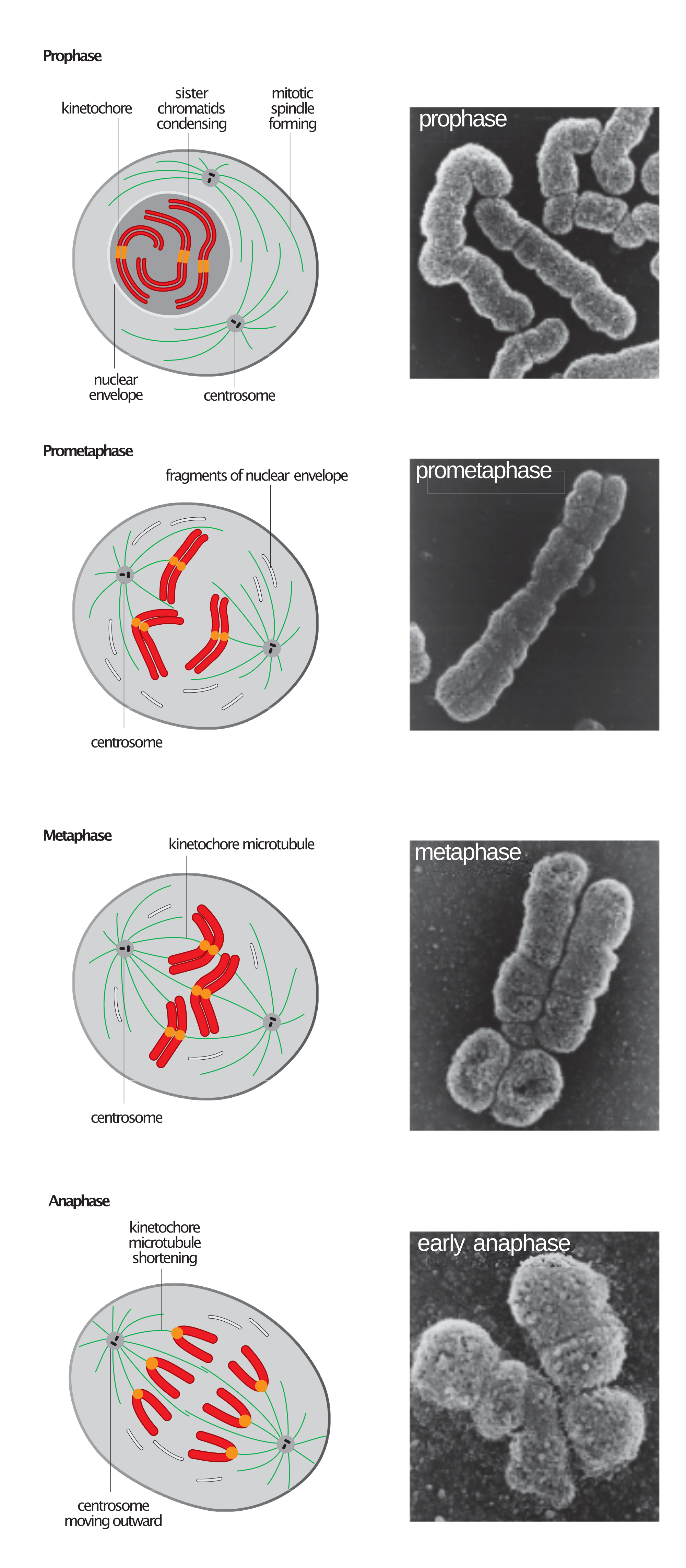 BİOFELSEFE — MİTOSİS