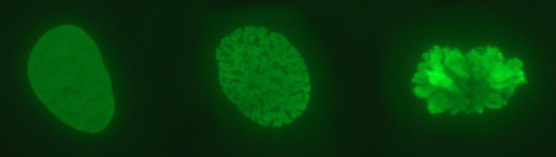 BİOFELSEFE — MİTOSİS