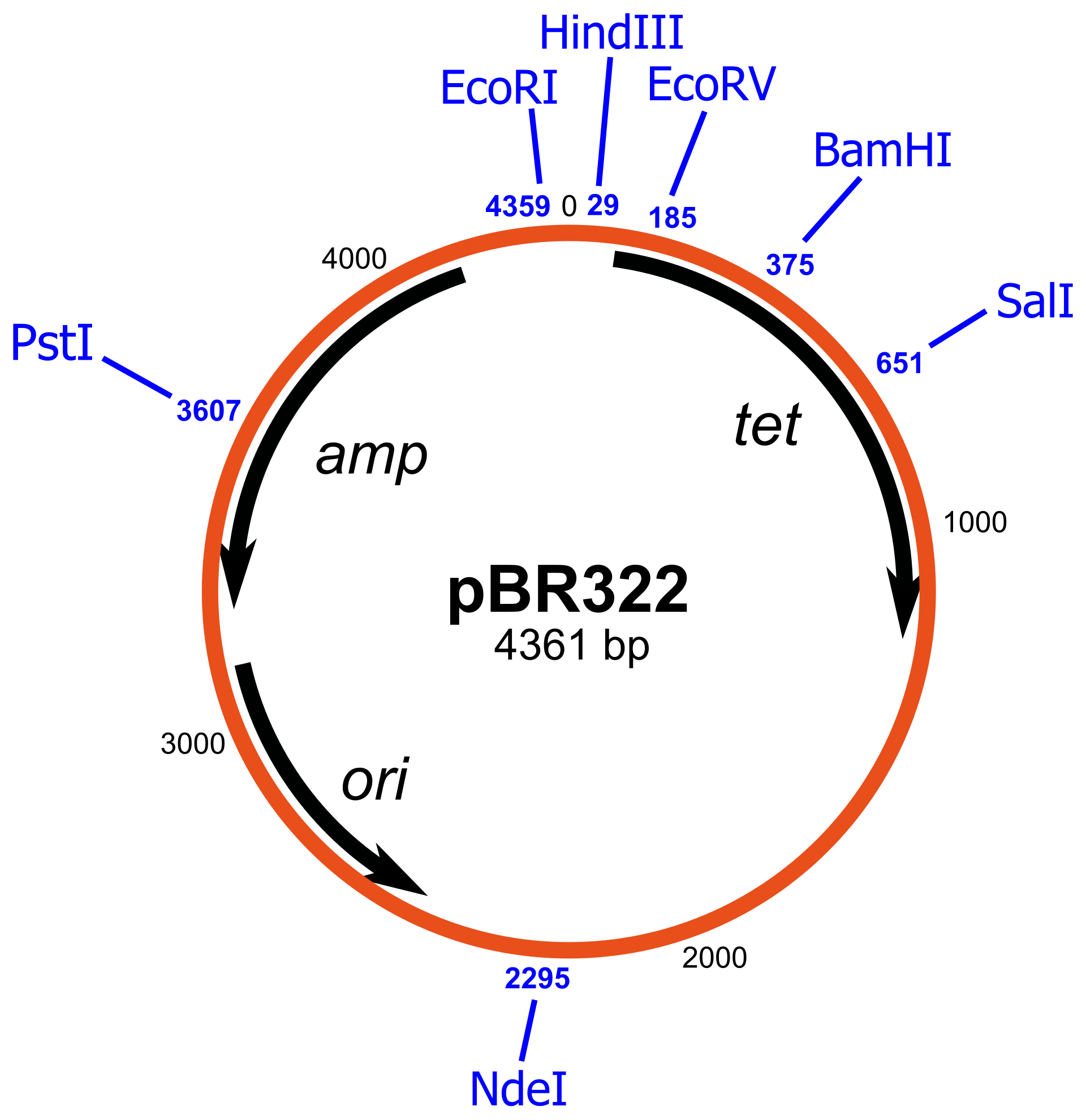 BİOFELSEFE — PLAZMİD