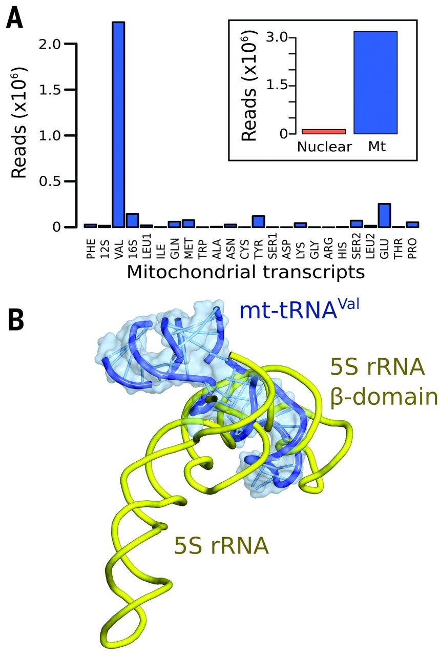 BİOFELSEFE — RİBOZOM